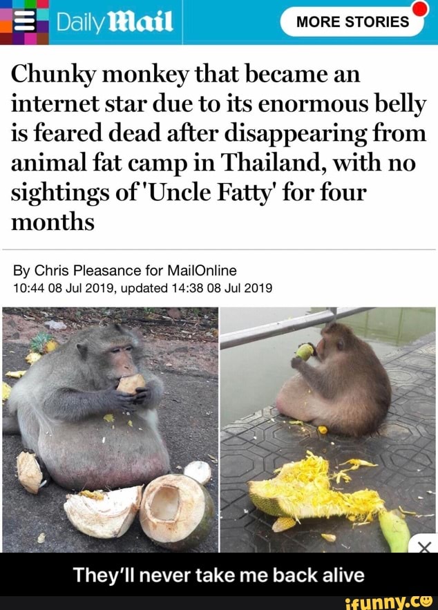 E Dailymail - MORESTORIES'I Chunky monkey that became an internet star ...