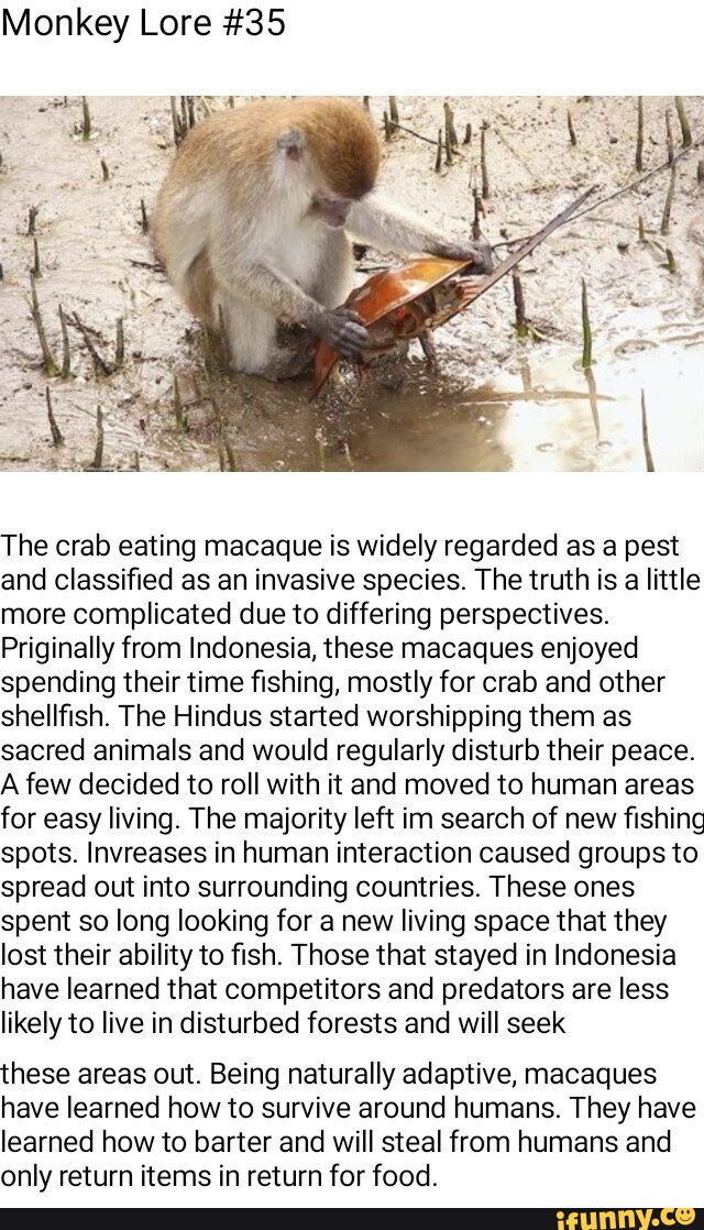 Macaques memes. Best Collection of funny Macaques pictures on iFunny