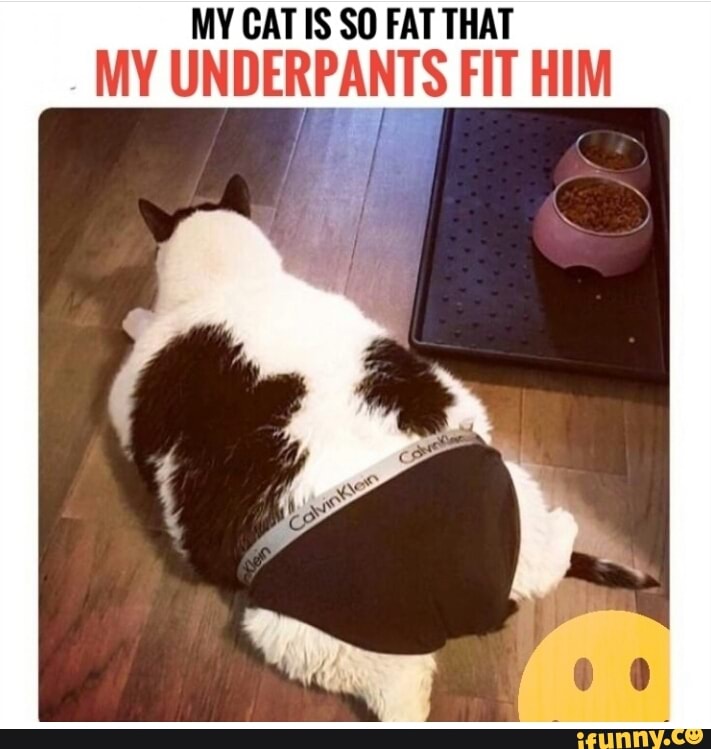 Catfat memes. Best Collection of funny Catfat pictures on iFunny