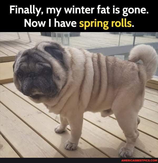 LOL PupLove is so darn cute! - Finally, my winter fat is gone. Now have ...