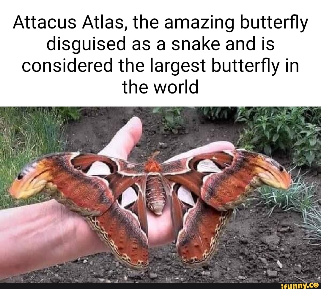 Attacus Atlas, the amazing butterfly disguised as a snake and is ...