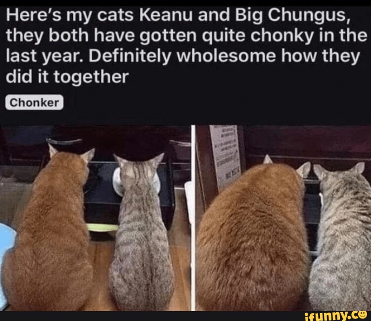 Here's my cats Keanu and Big Chungus, they both have gotten quite ...