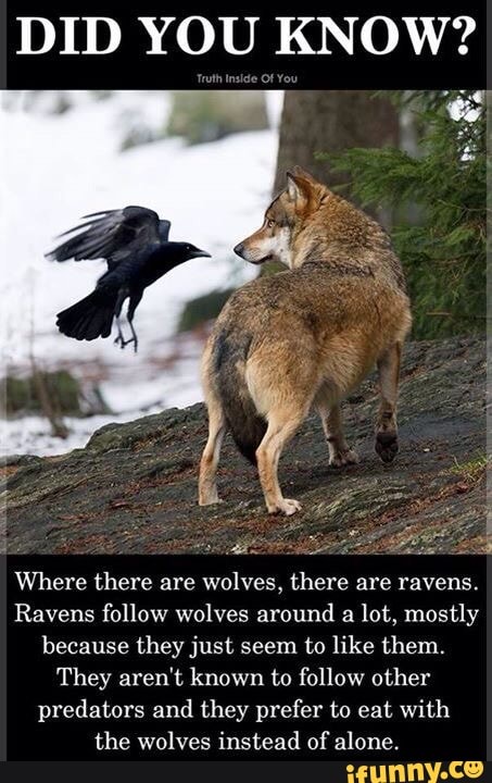 DID YOU KNOW? Where there are wolves, there are ravens. Ravens follow ...