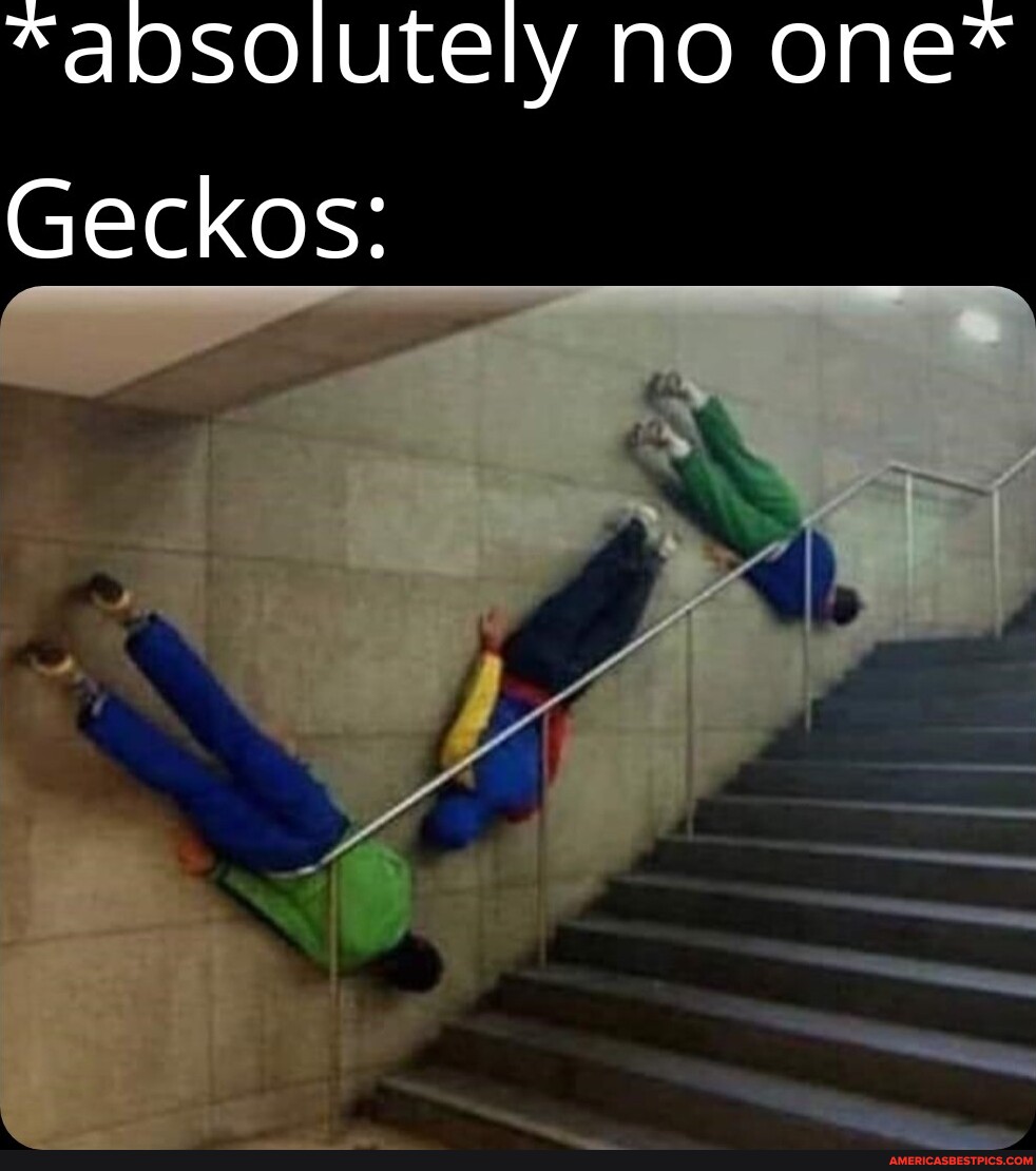 *absolutely no one* Geckos: - America’s best pics and videos