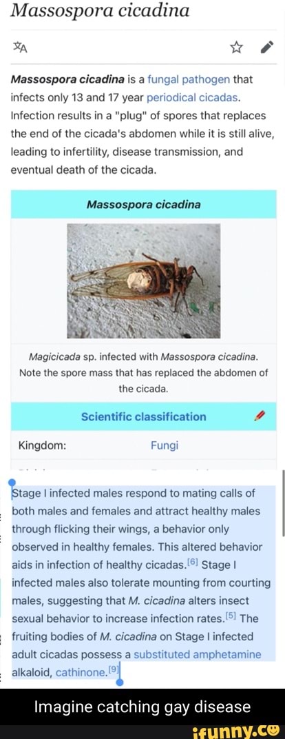 Massospora cicadina w FF Massospora cicadina is a fungal pathogen that ...