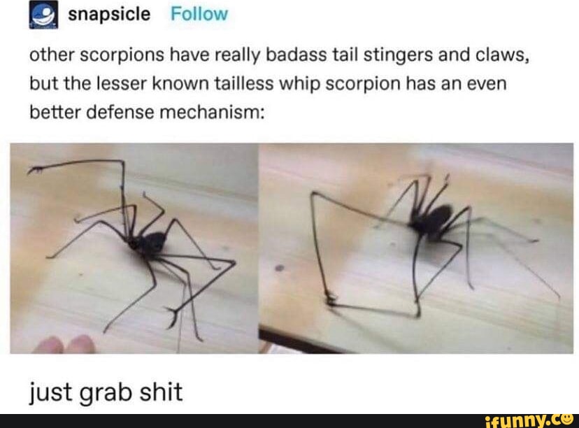 Scorpion memes. Best Collection of funny Scorpion pictures on iFunny