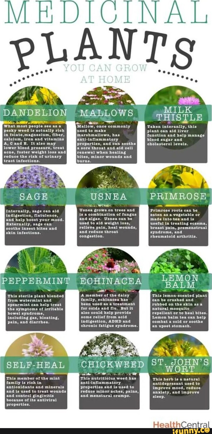 Folate memes. Best Collection of funny Folate pictures on iFunny