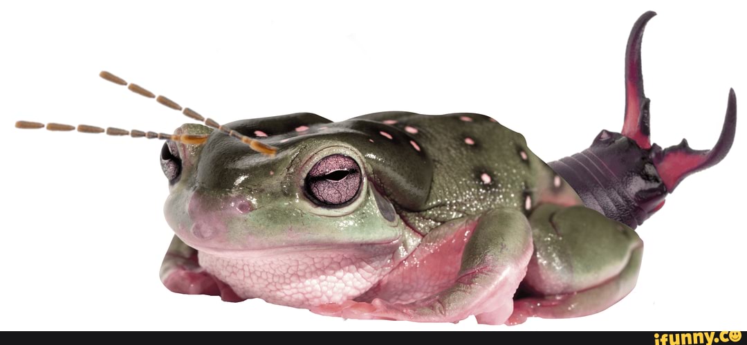 Earwig memes. Best Collection of funny Earwig pictures on iFunny