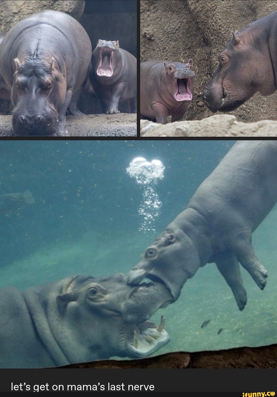 iFunny - the best memes, video, gifs and funny pics in one place