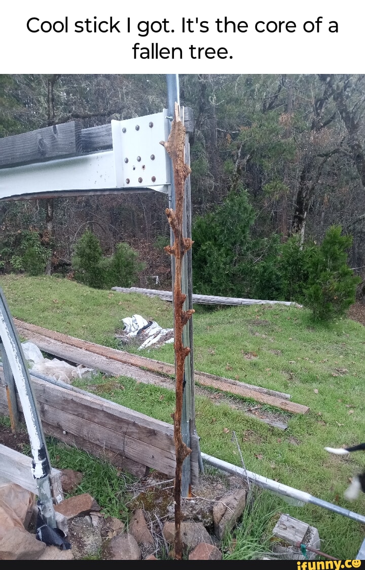 Cool stick I got. It's the core of a fallen tree. - iFunny