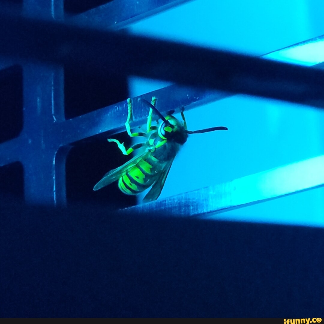 Yellowjackets memes. Best Collection of funny Yellowjackets pictures on ...