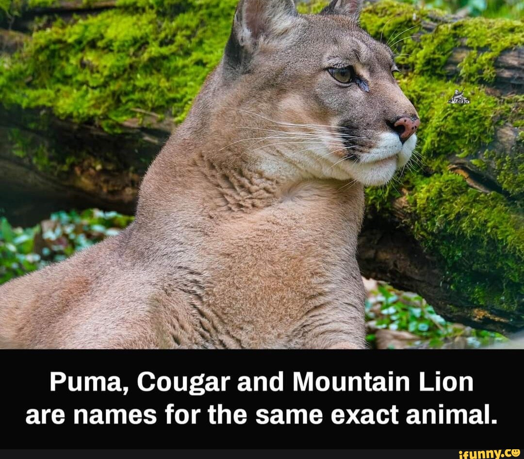 Cougar memes. Best Collection of funny Cougar pictures on iFunny