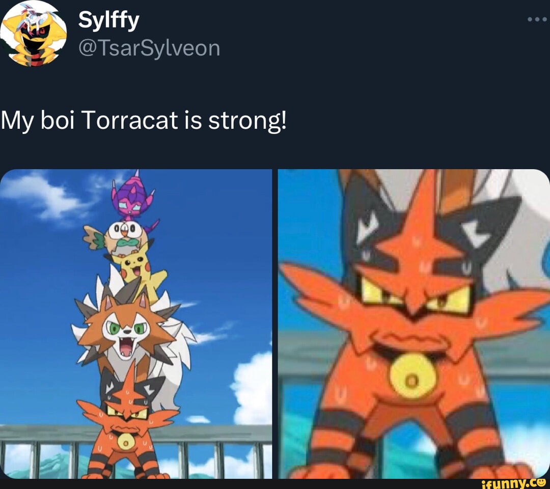 Torracat memes. Best Collection of funny Torracat pictures on iFunny