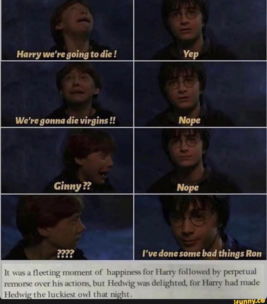 Hedwig memes. Best Collection of funny Hedwig pictures on iFunny