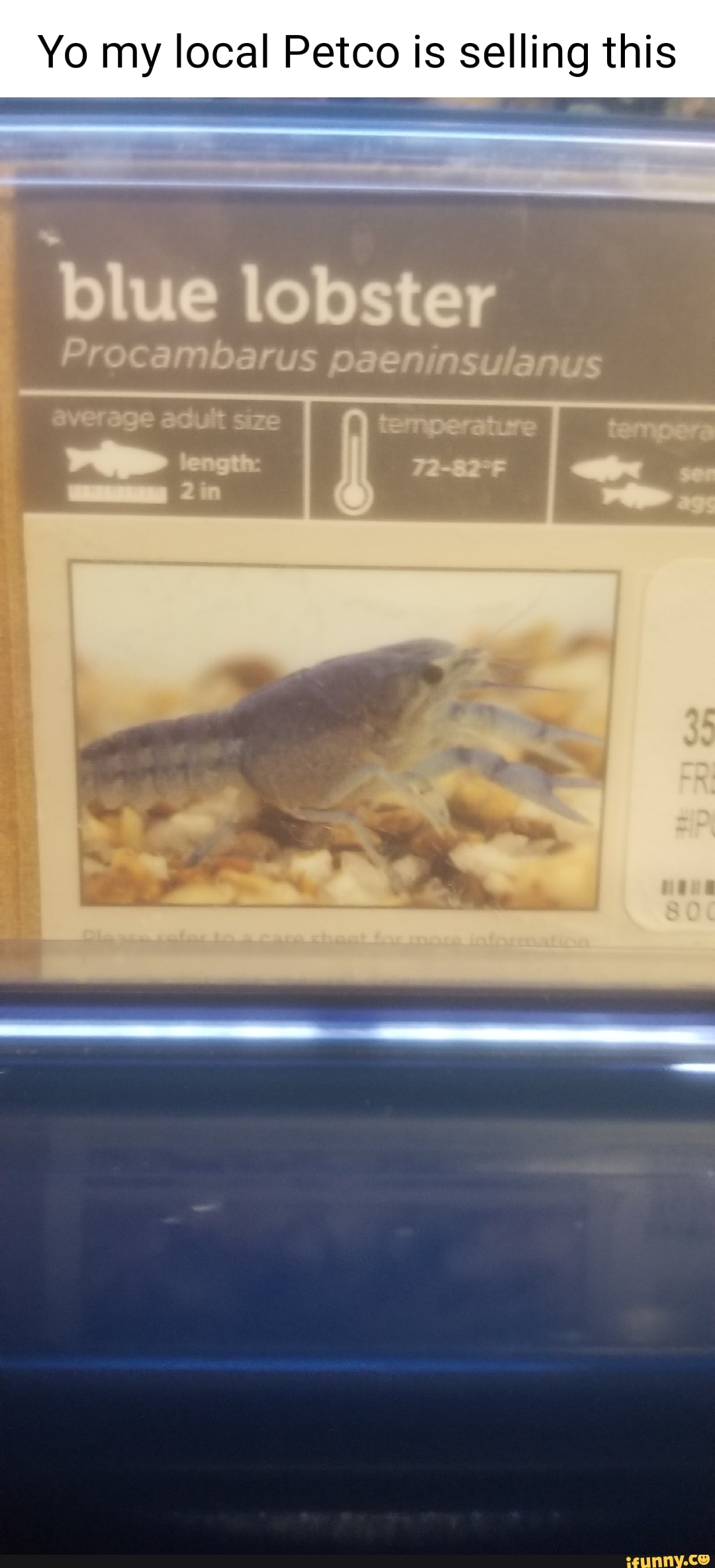 Yo my local Petco is selling this 'blue lobster Procambarus ...