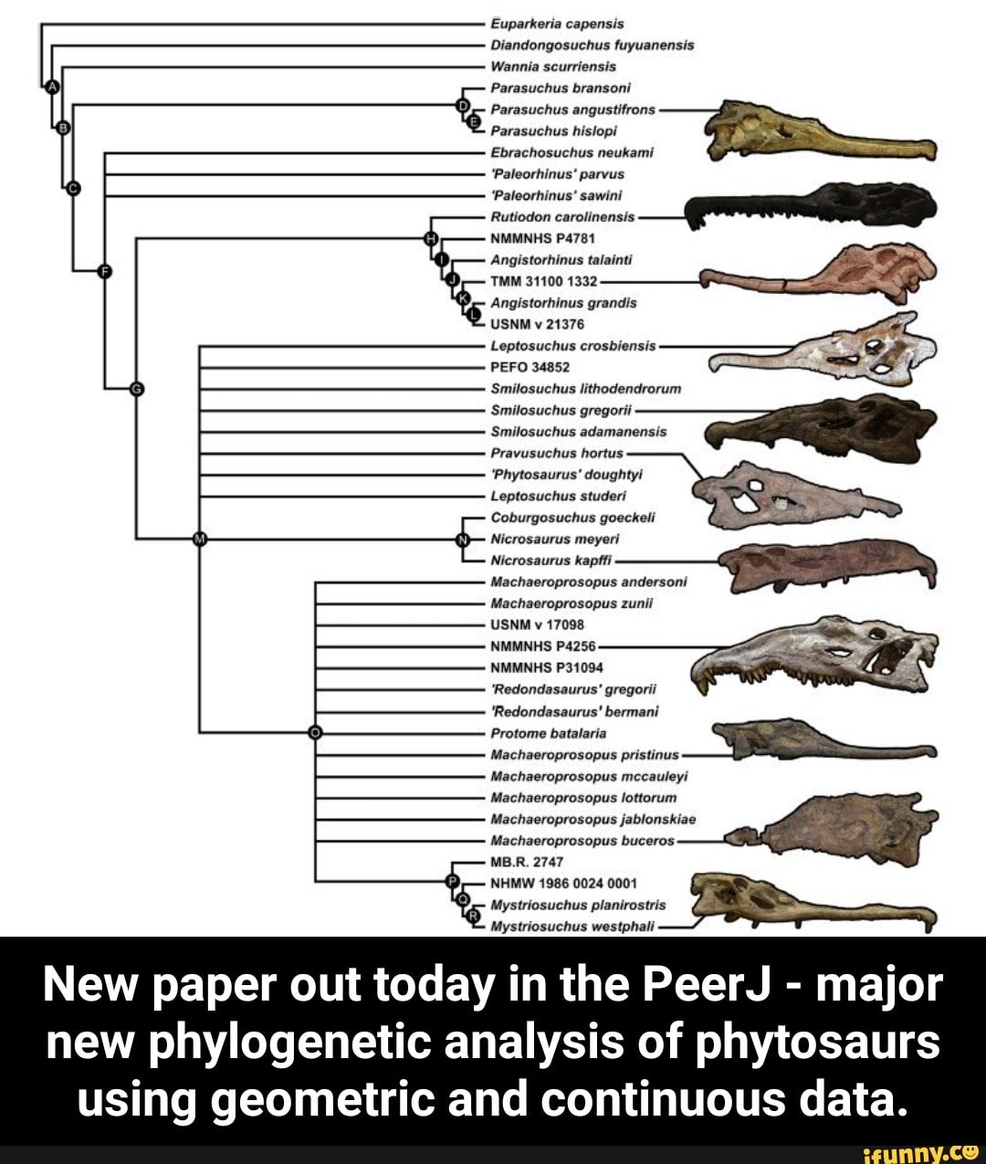 Phylogenetics memes. Best Collection of funny Phylogenetics pictures on ...