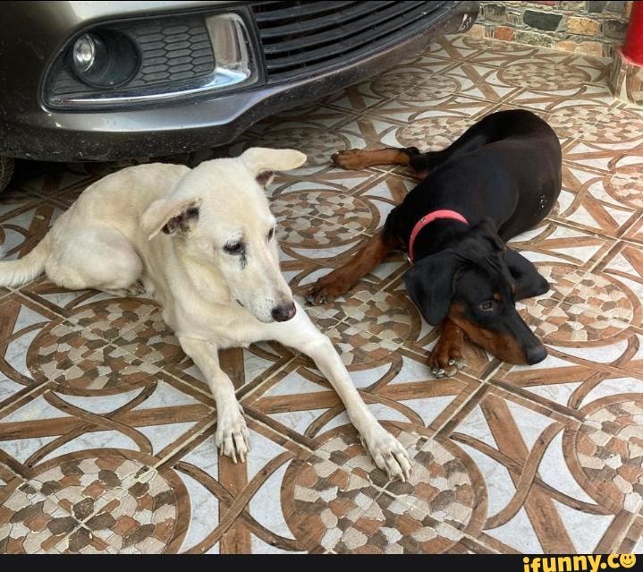 Gabbar memes. Best Collection of funny Gabbar pictures on iFunny
