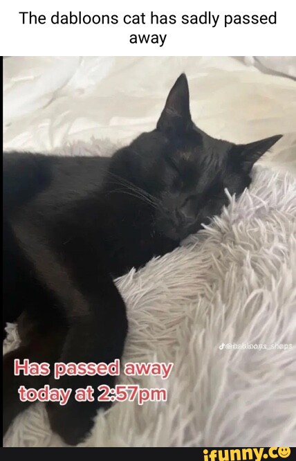 Dabloons memes. Best Collection of funny Dabloons pictures on iFunny