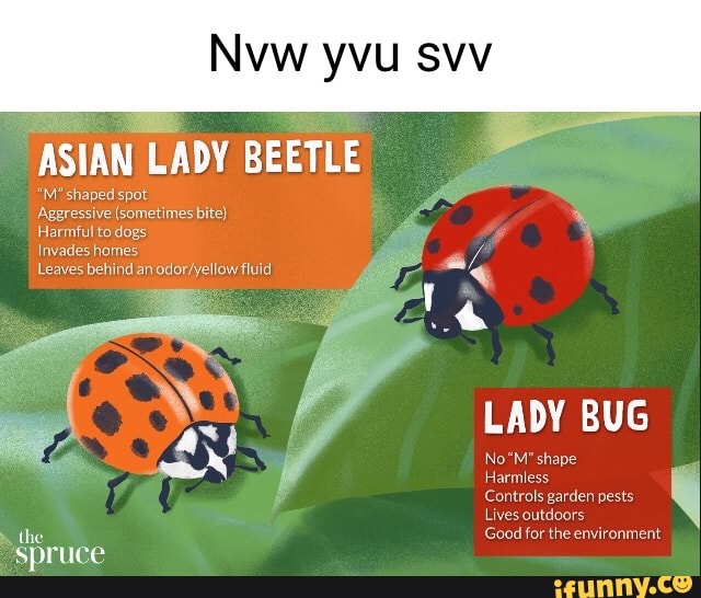 ASIAN LADY BEETLE shaped spot Aggressive (sometimes bite) Harmful to ...