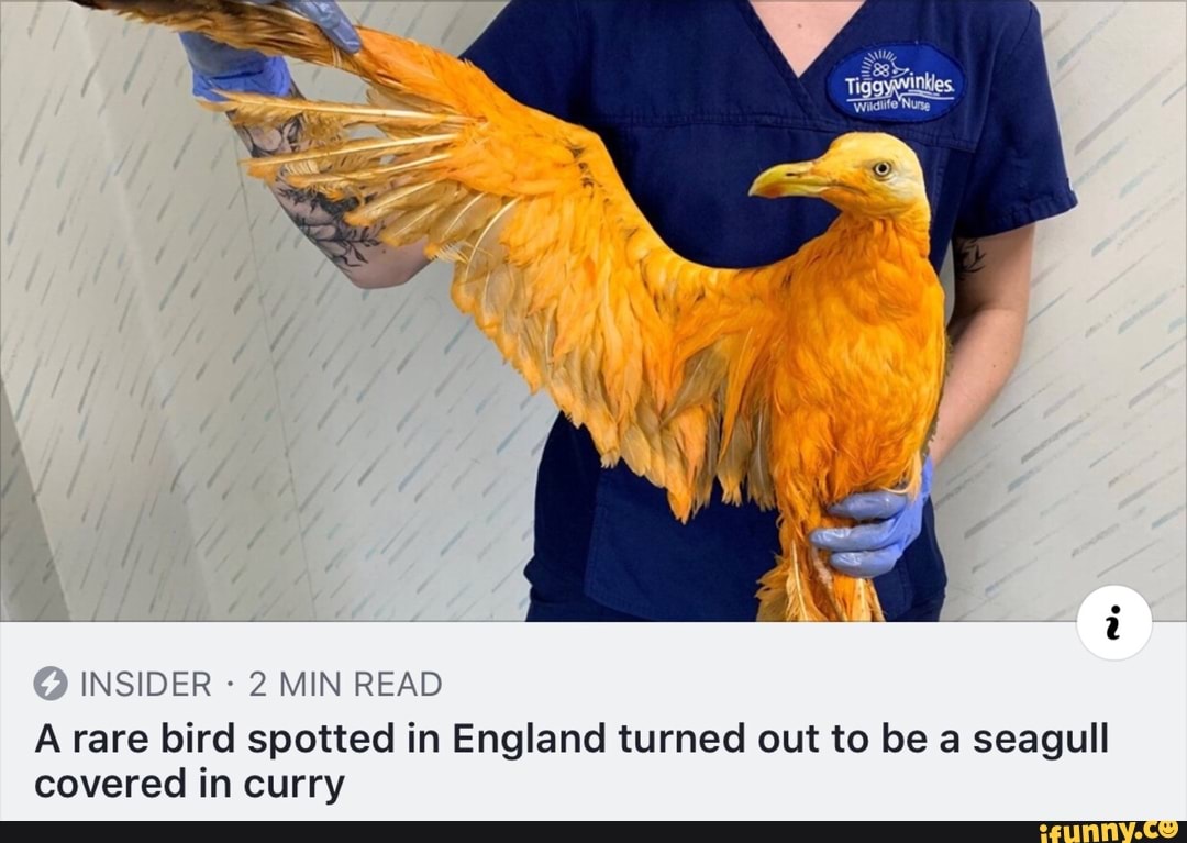 NNSíDER ' 2 MIN READ A rare bird spotted in England turned out to be a ...