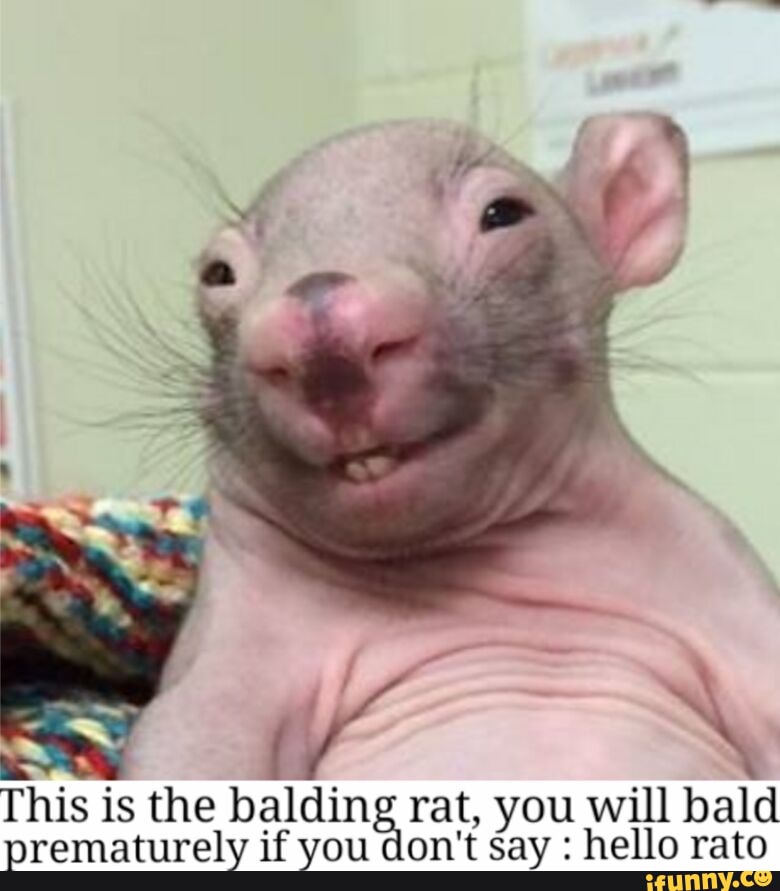 This is the balding rat, you will bald prematurely if you don't say ...