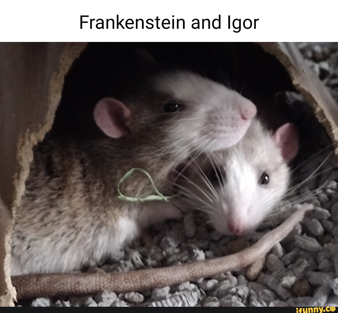 Igor memes. Best Collection of funny Igor pictures on iFunny