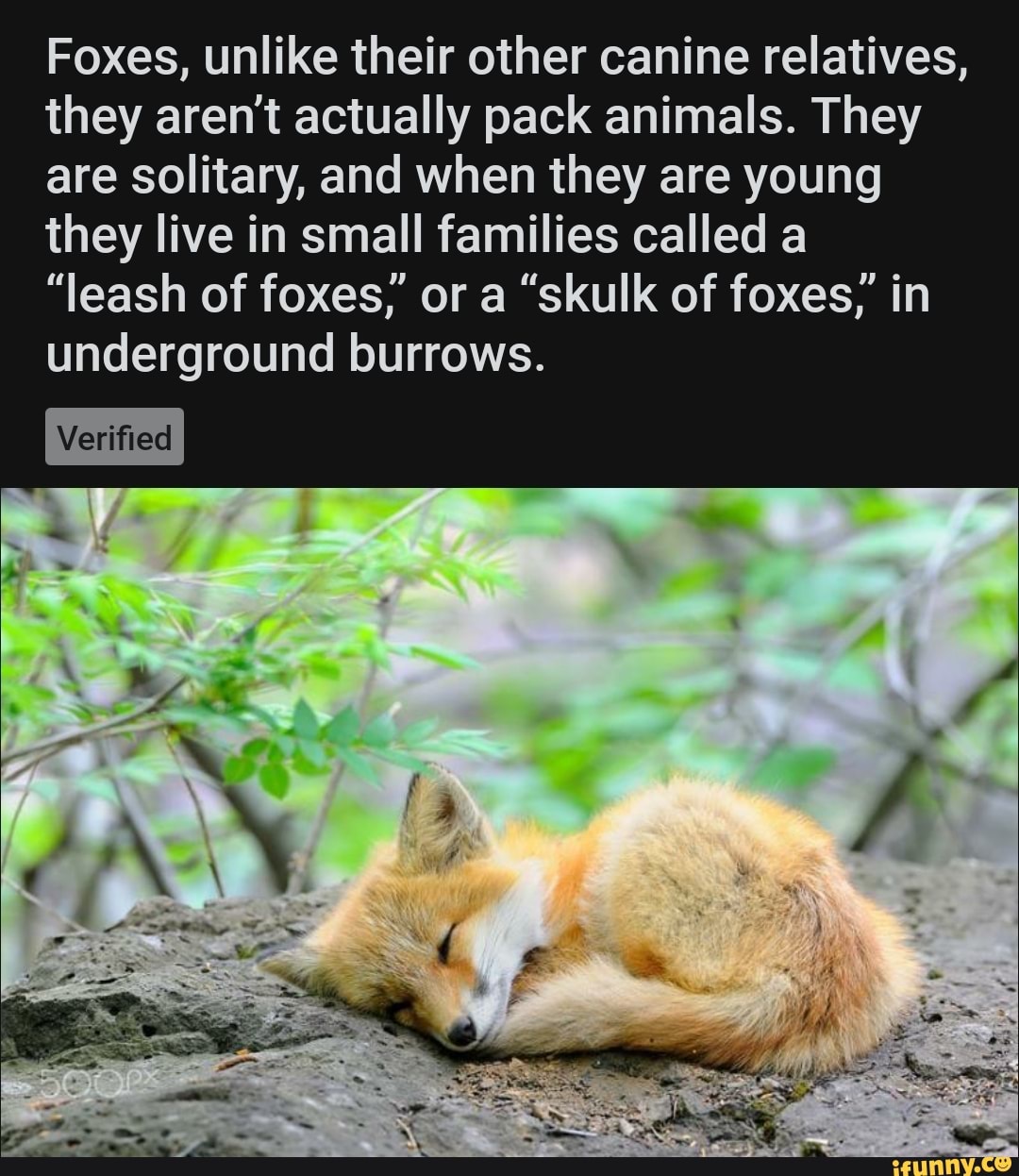 Foxes, unlike their other canine relatives, they aren't actually pack ...