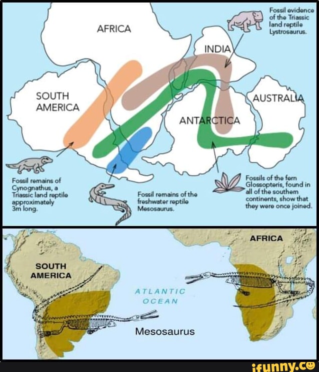 Lystrosaurus memes. Best Collection of funny Lystrosaurus pictures on ...