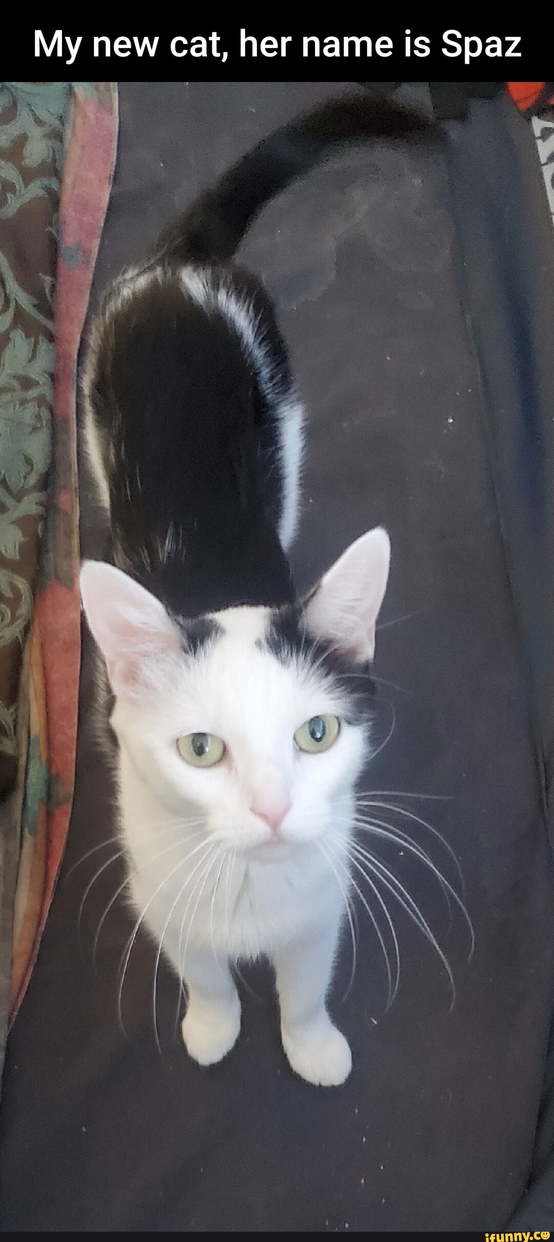 Spaz memes. Best Collection of funny Spaz pictures on iFunny