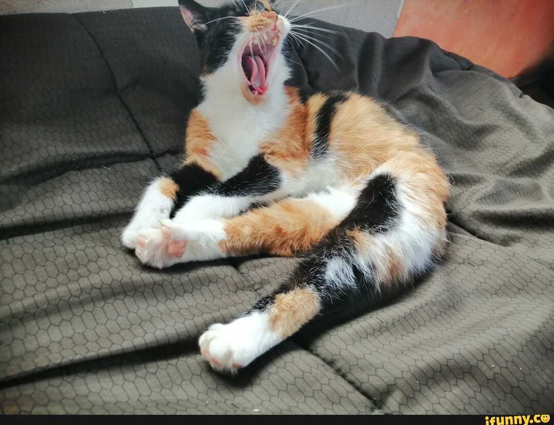 Rrrrrrrrrrrrrrrrr memes. Best Collection of funny Rrrrrrrrrrrrrrrrr ...