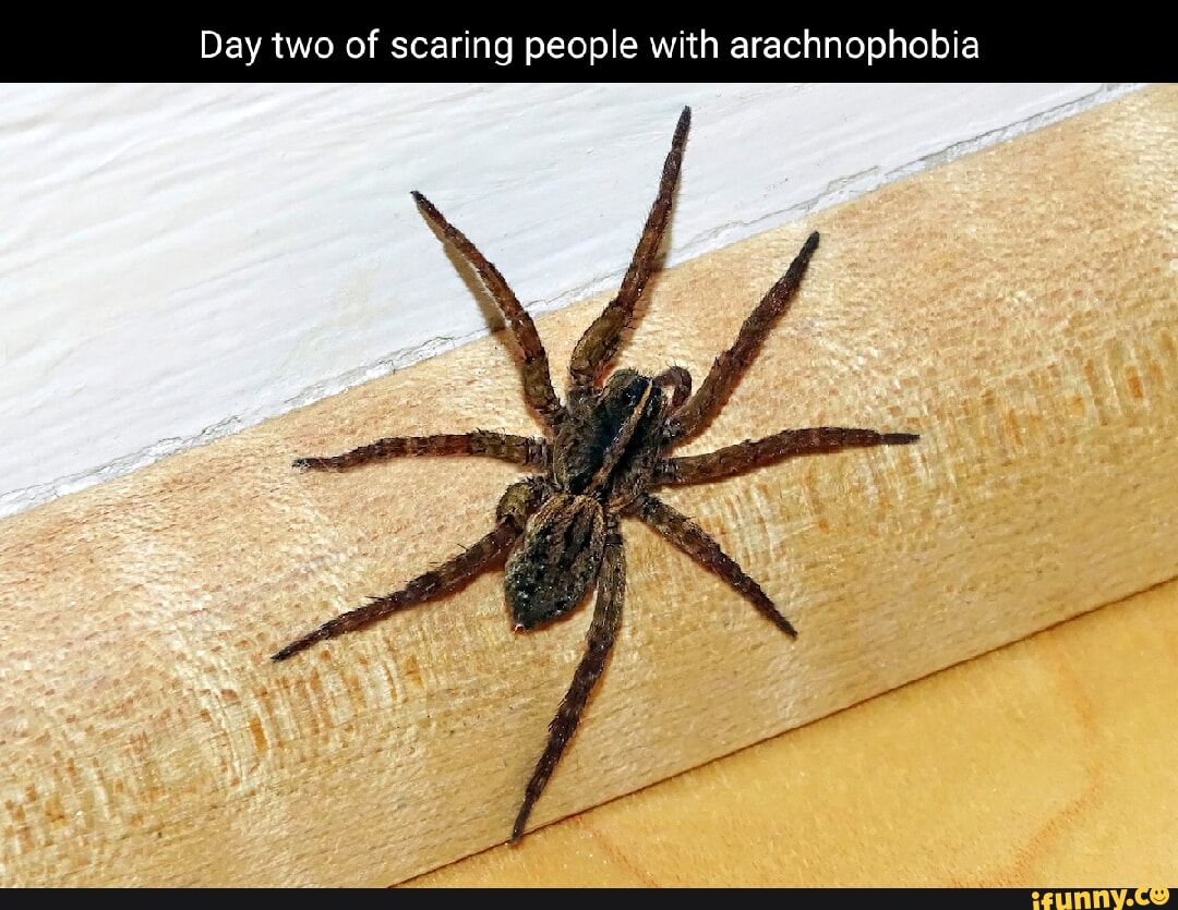 Arachnophobia memes. Best Collection of funny Arachnophobia pictures on ...
