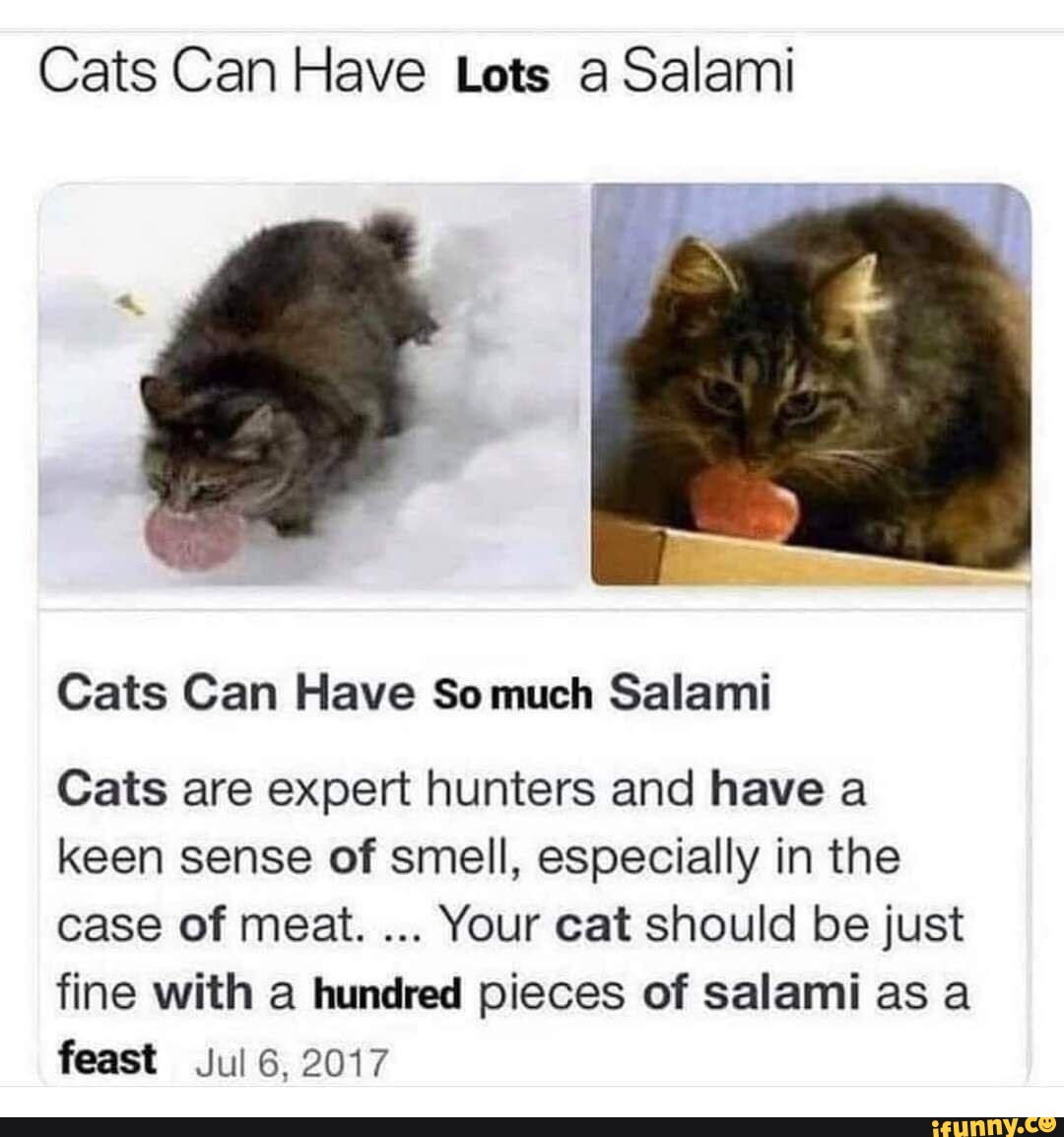 Cats Can Have Lots a Salami Cats Can Have Somuch Salami Cats are expert ...
