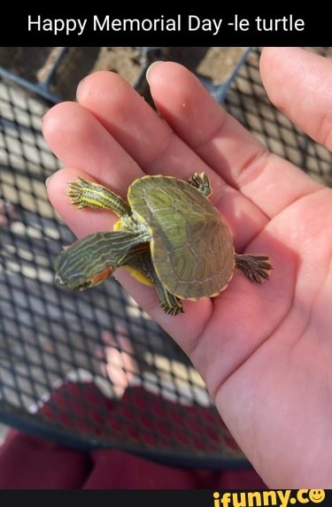 Happy Memorial Day -le turtle - iFunny