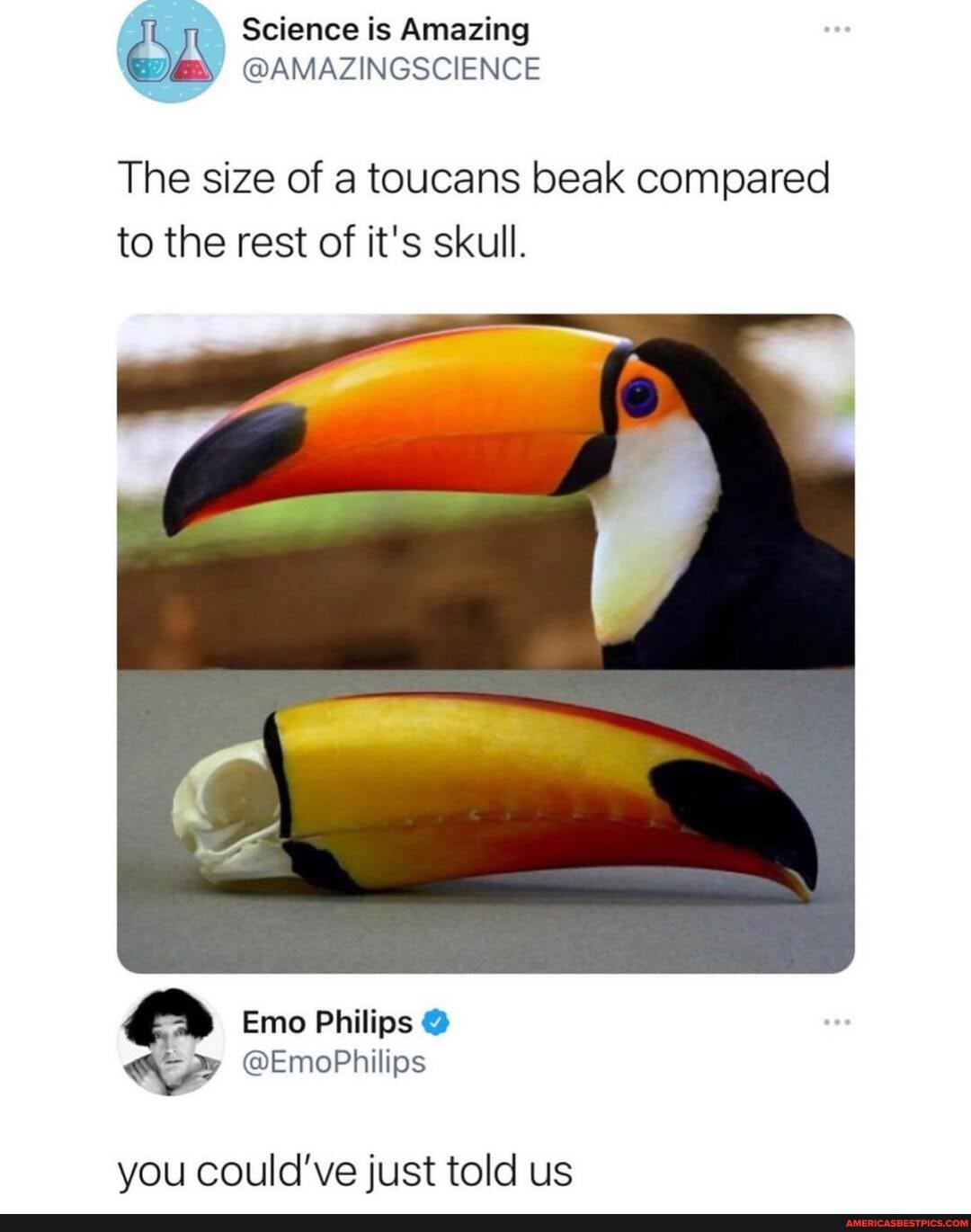 Amazing @AMAZINGSCIENCE The size of a toucans beak compared to the rest ...
