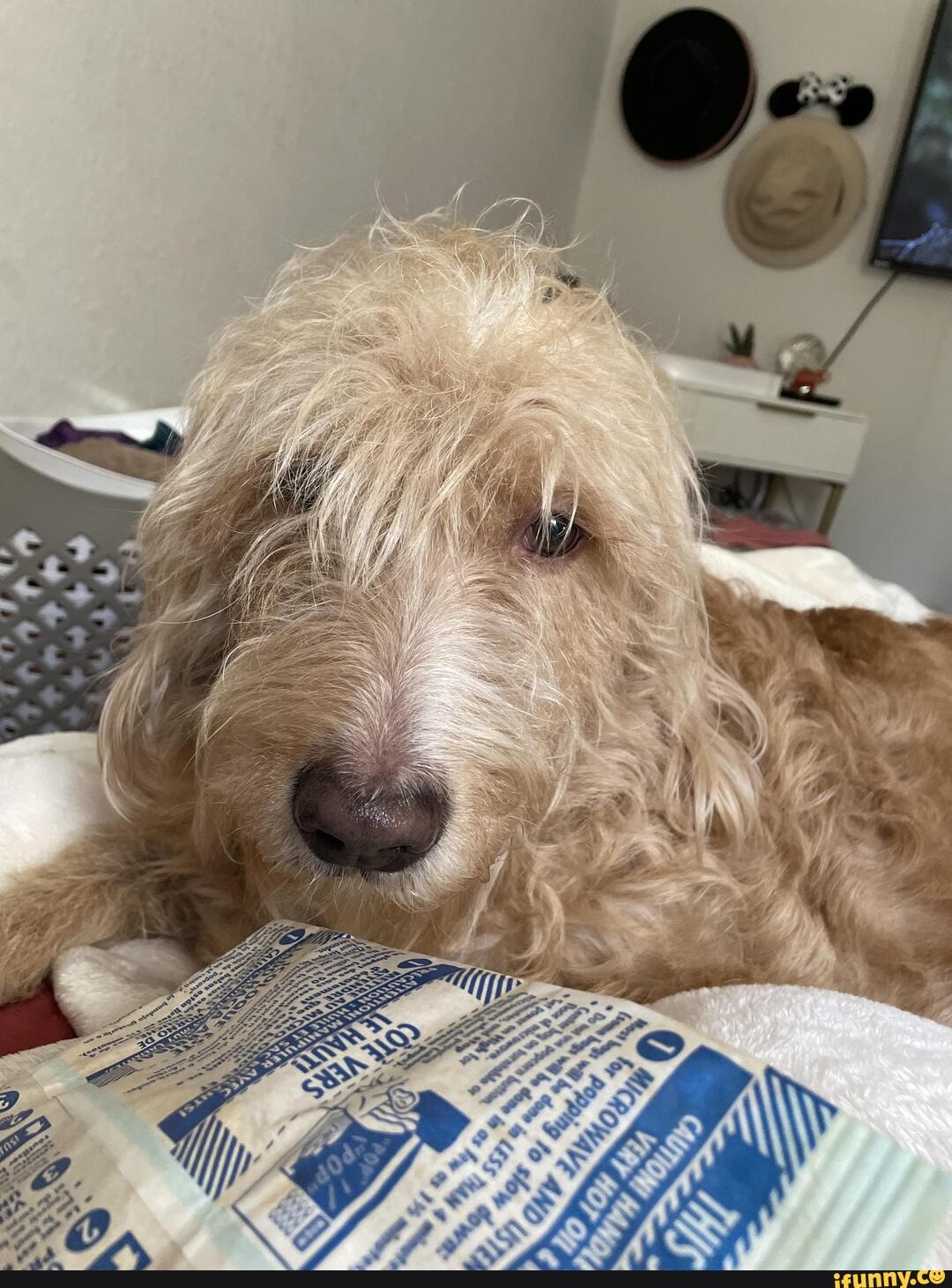 Labradoodle memes. Best Collection of funny Labradoodle pictures on iFunny