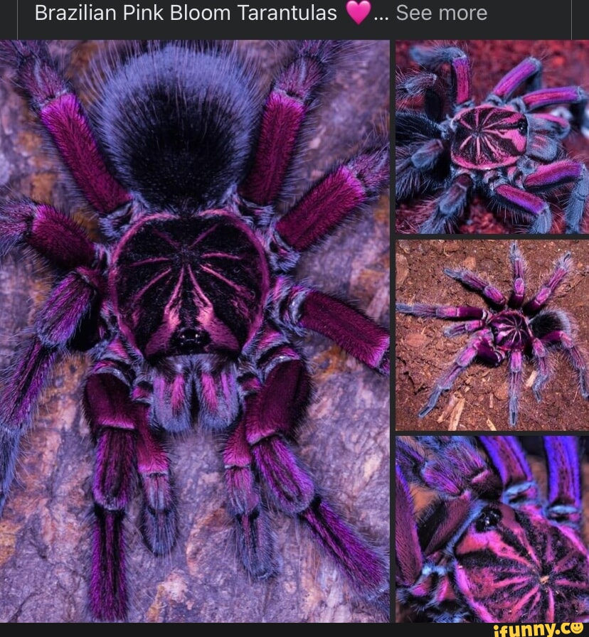 Brazilian Pink Bloom Tarantulas Y... See more - iFunny
