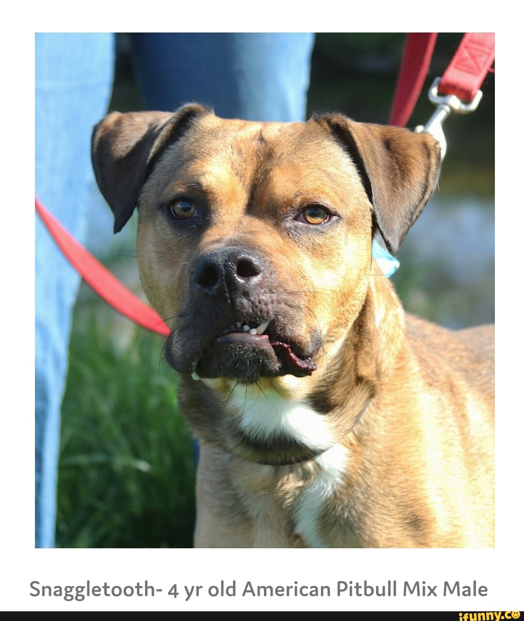 Snaggletooth memes. Best Collection of funny Snaggletooth pictures on ...