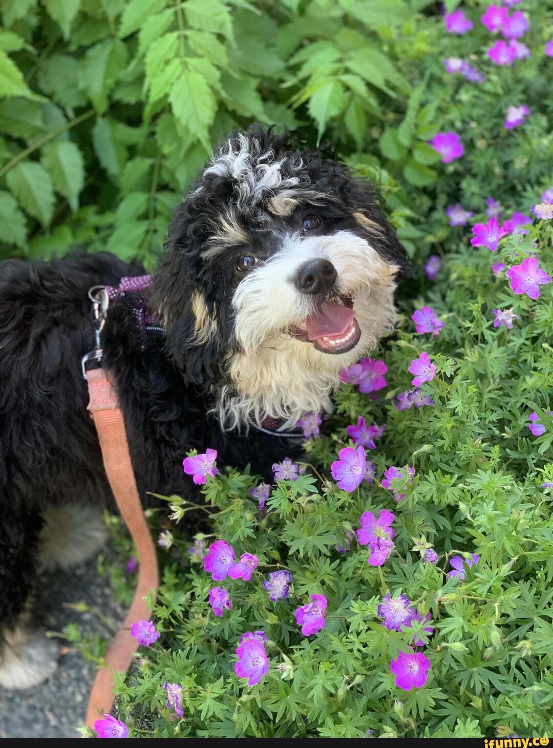 Bernedoodle memes. Best Collection of funny Bernedoodle pictures on iFunny