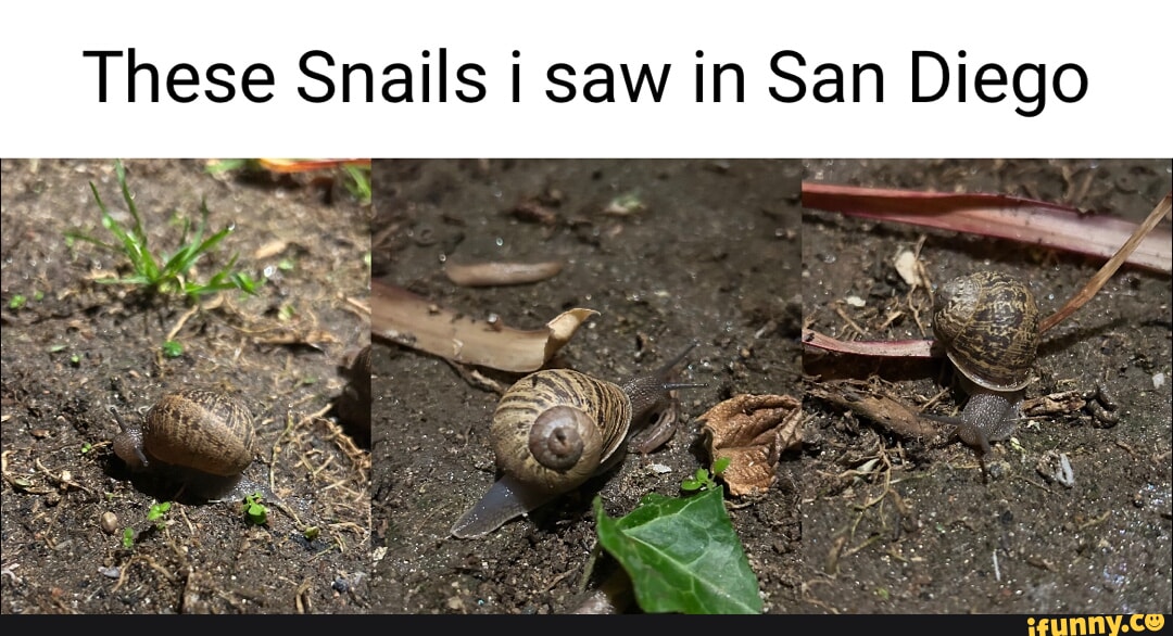 Snails memes. Best Collection of funny Snails pictures on iFunny