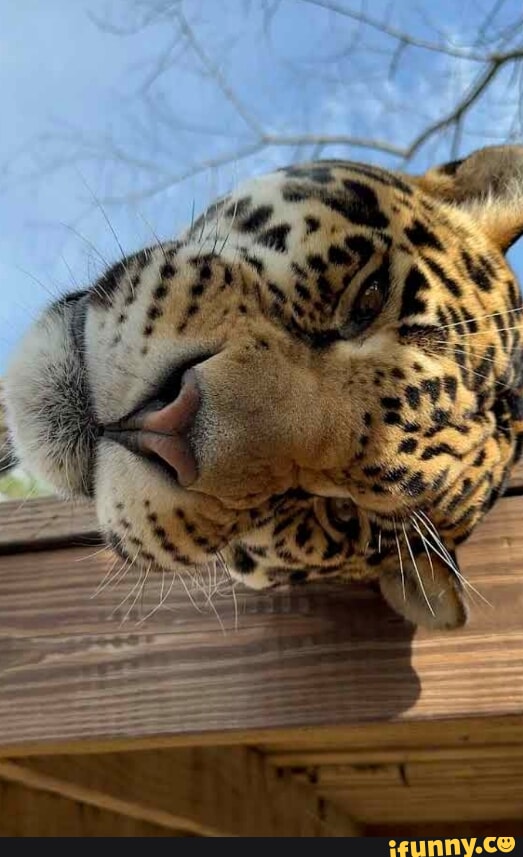 Jaguar memes. Best Collection of funny Jaguar pictures on iFunny