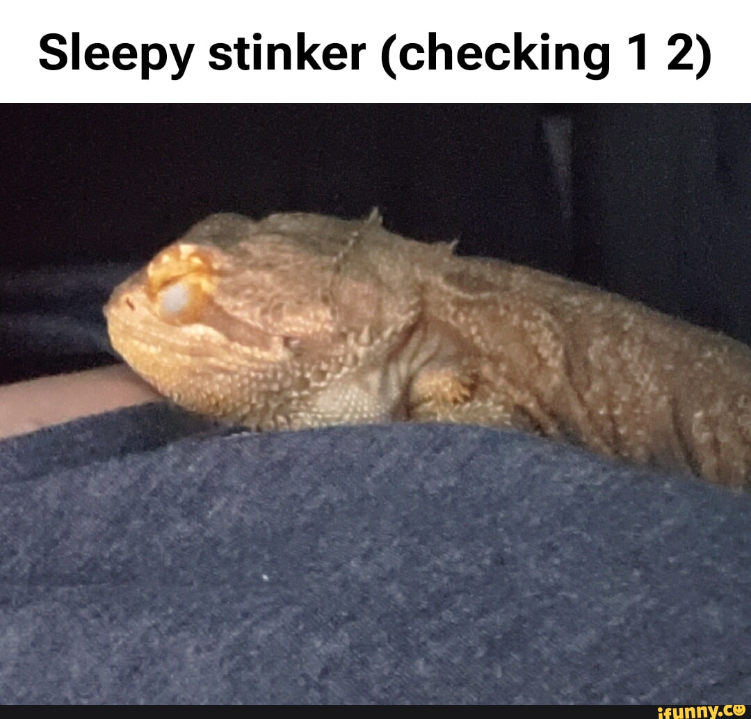Stinker memes. Best Collection of funny Stinker pictures on iFunny