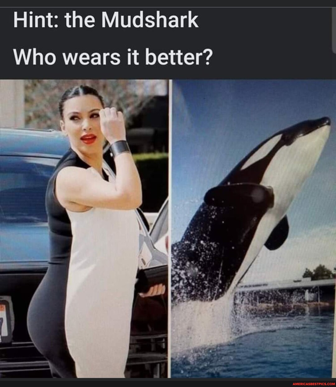 Mudshark memes. Best Collection of funny Mudshark pictures on America’s ...