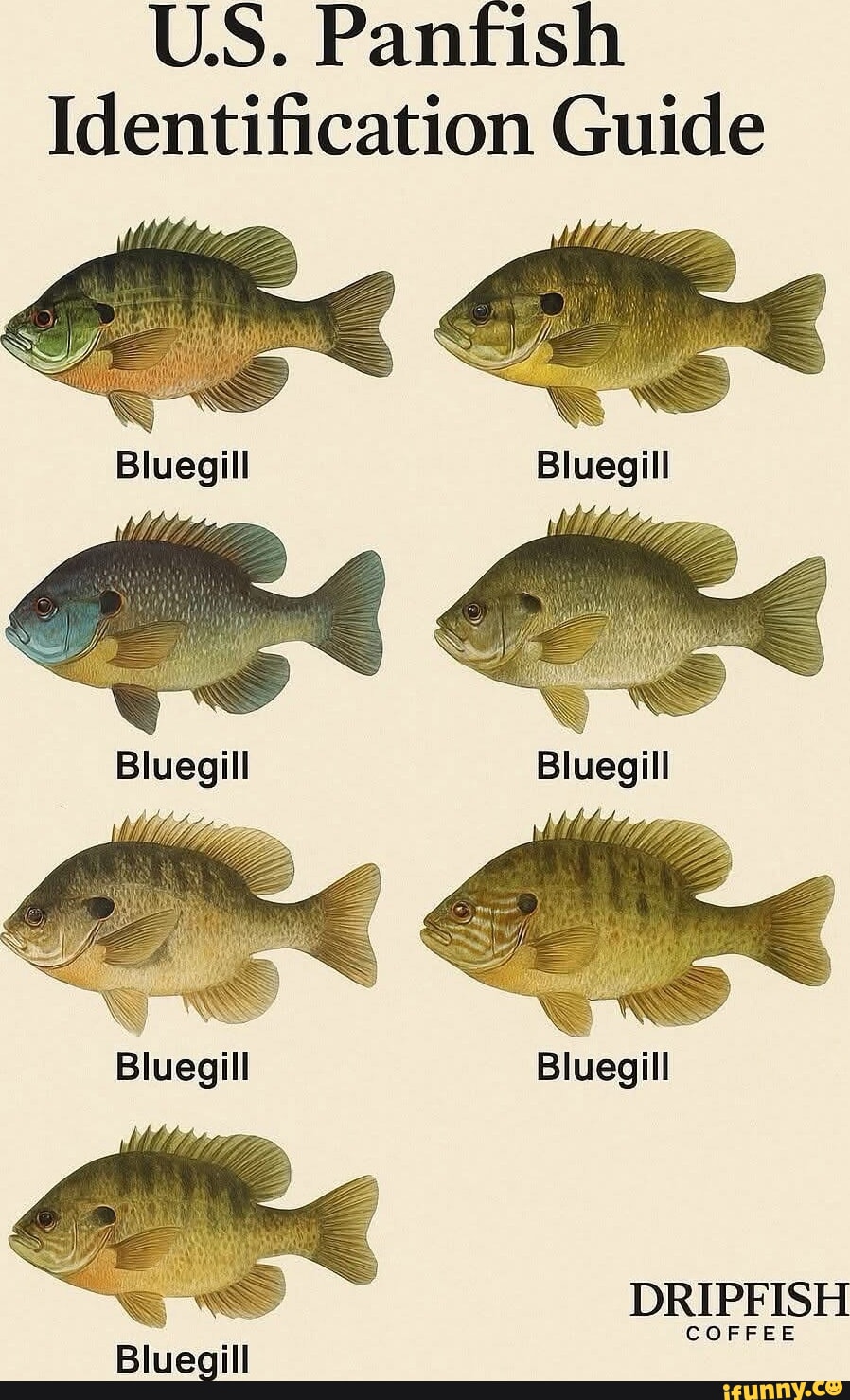 U.S. Panfish Identification Guide Bluegill Bluegill Bluegill Bluegill ...