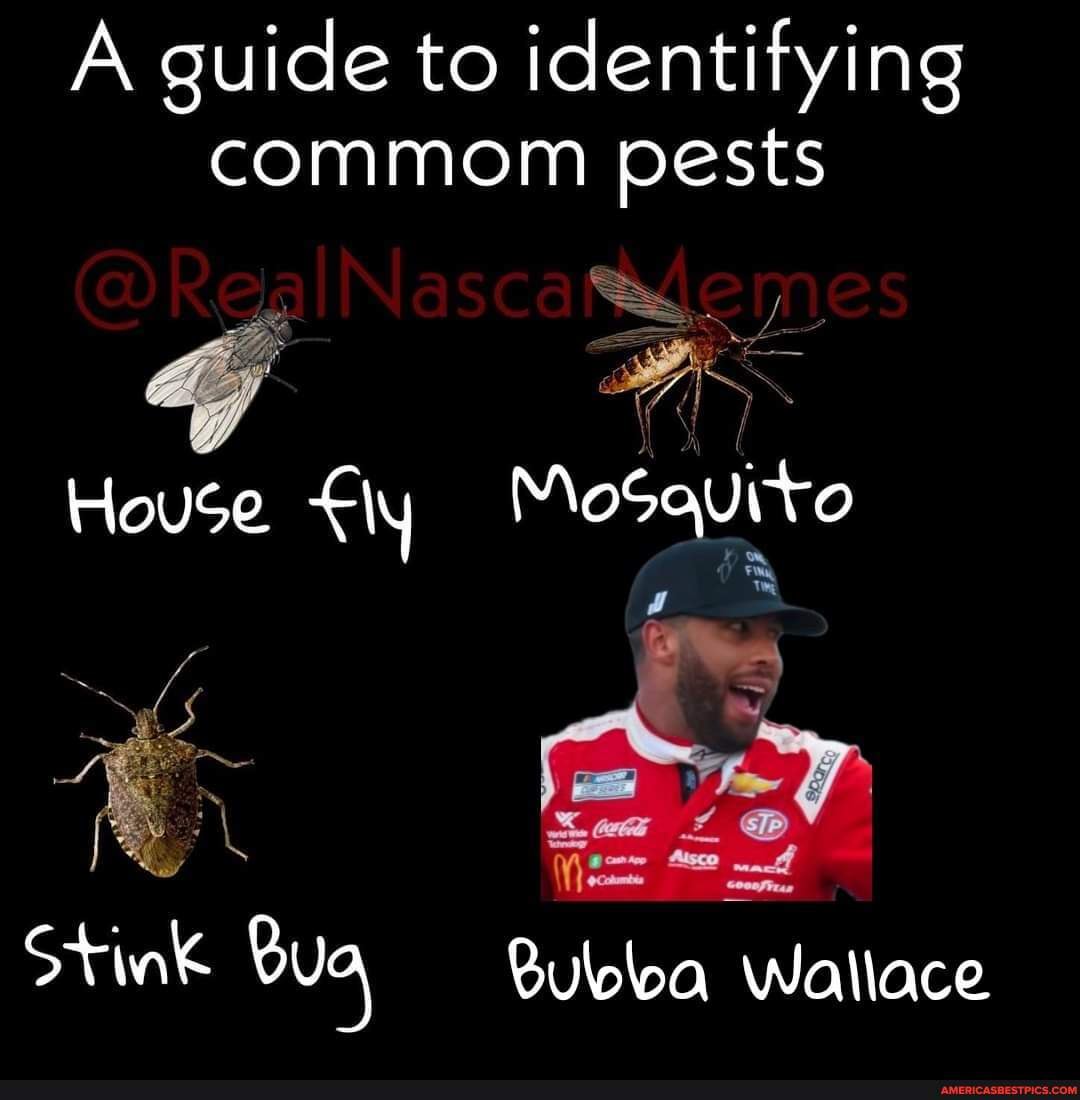 A guide to identifying commom pests House ly Mosquito Stink Bug Bulla ...