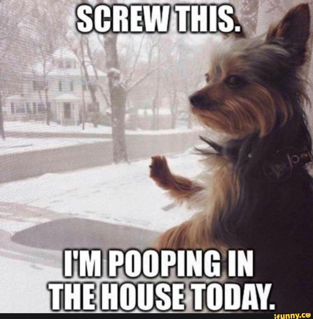 SCREW THIS. I'M POOPING IN THE HOUSE TODAY. - iFunny