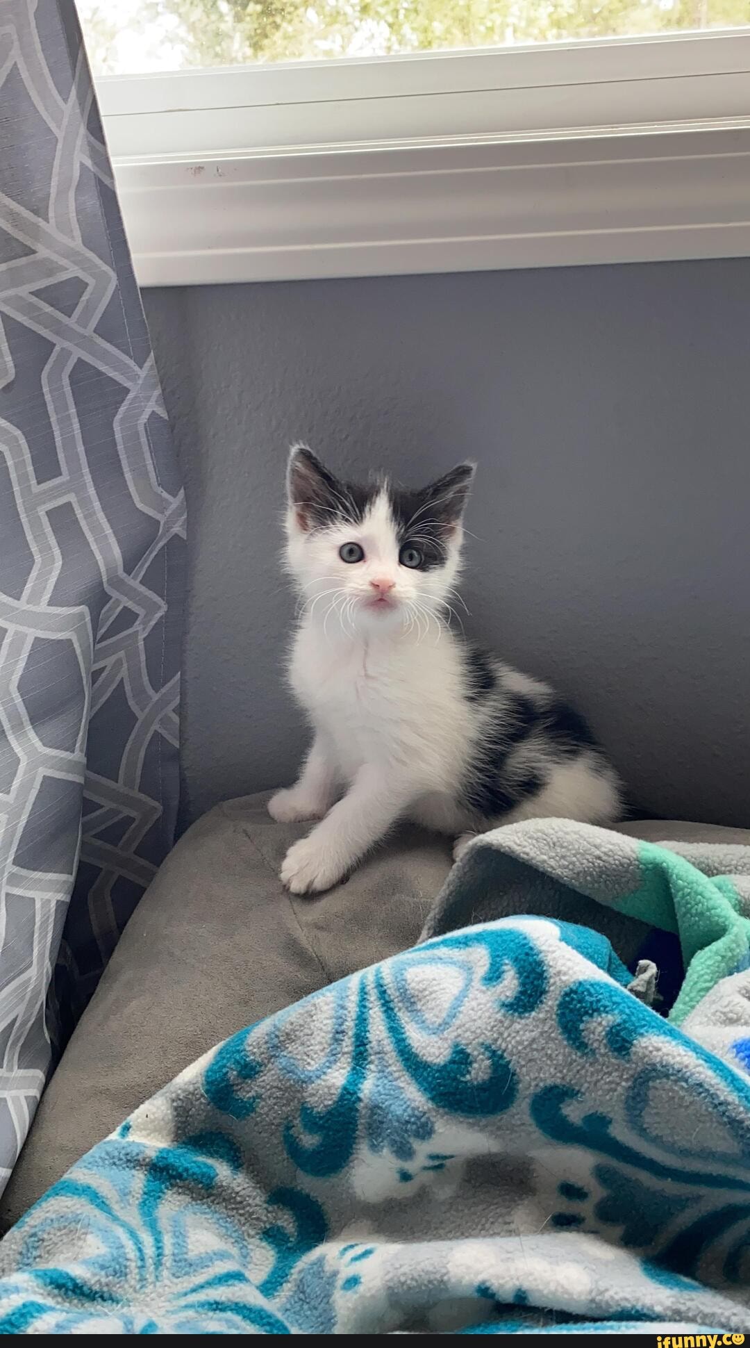 Vitani memes. Best Collection of funny Vitani pictures on iFunny