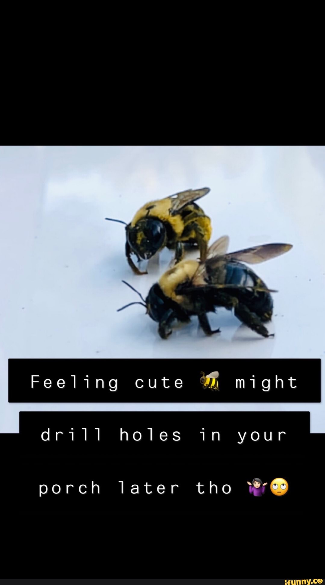 Beememe memes. Best Collection of funny Beememe pictures on iFunny