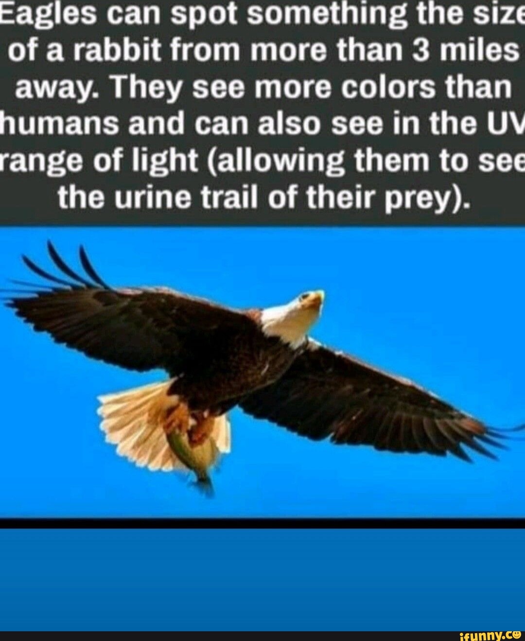 Trail memes. Best Collection of funny Trail pictures on iFunny