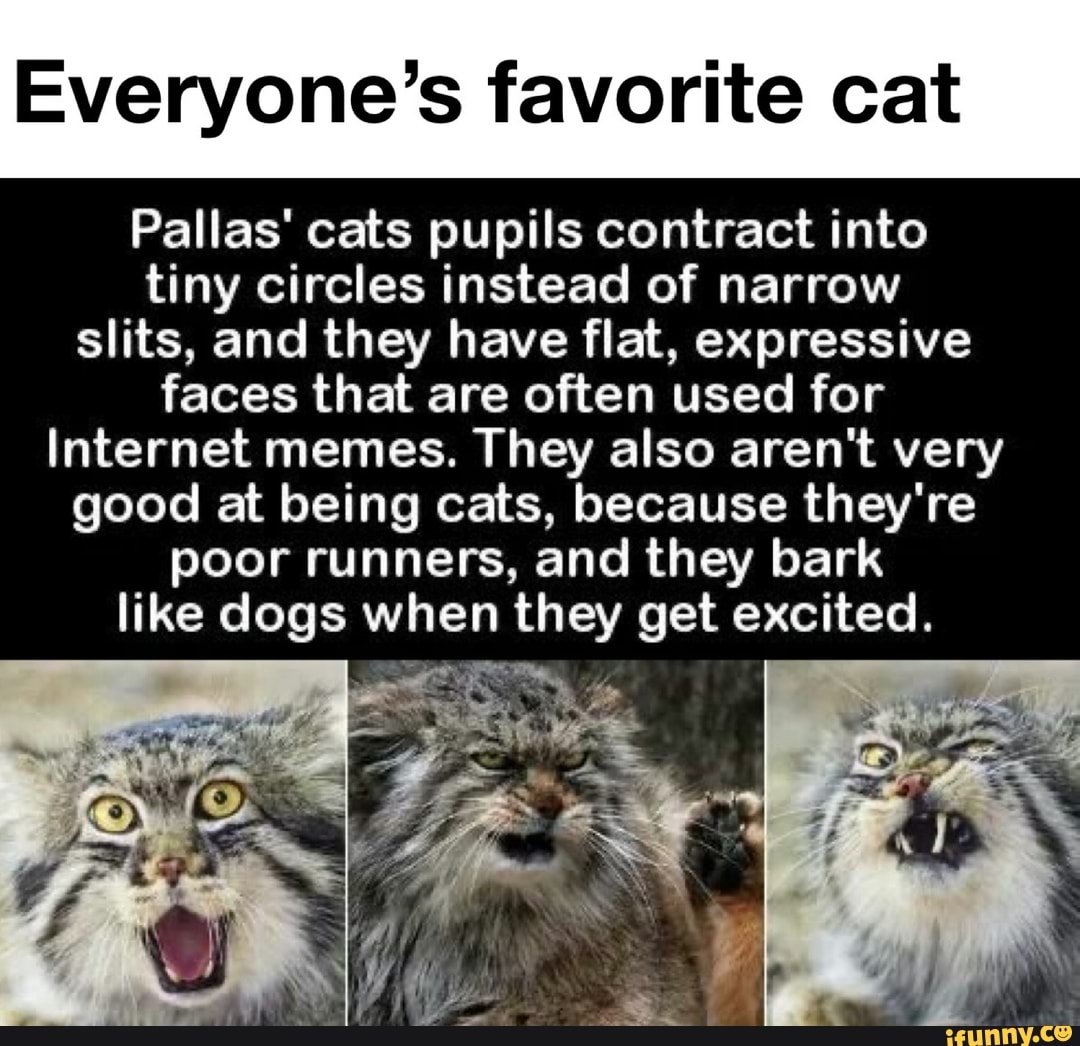 Pallascats memes. Best Collection of funny Pallascats pictures on iFunny