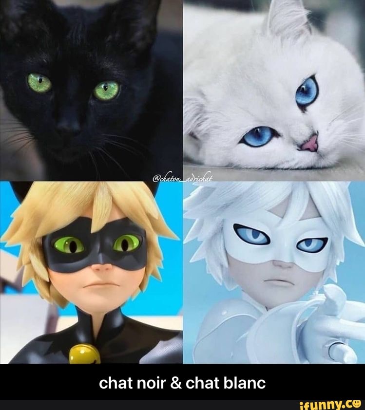 Chatblanc memes. Best Collection of funny Chatblanc pictures on iFunny